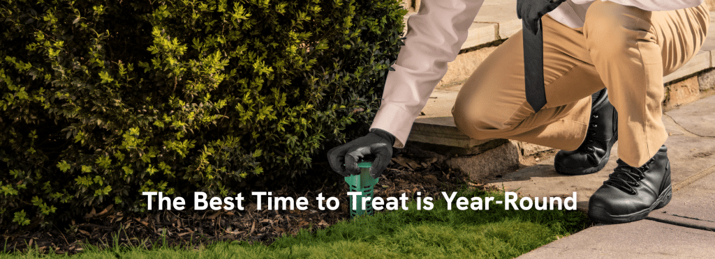 Pest & Termite Control Services in Northeast Arkansas